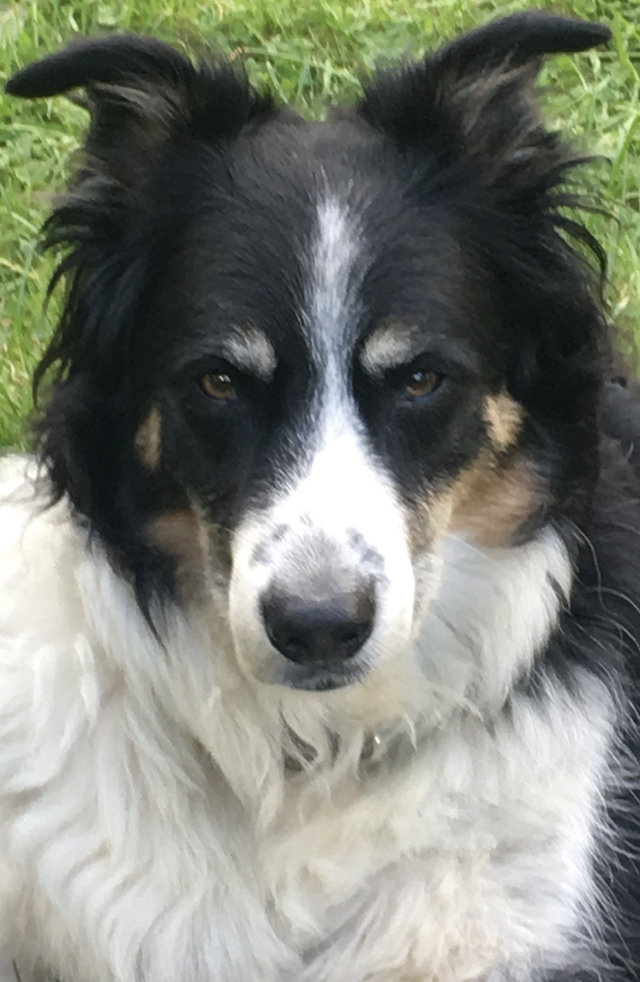 Farewell my best friend – our final post on this blog – Mindfulness Bristol